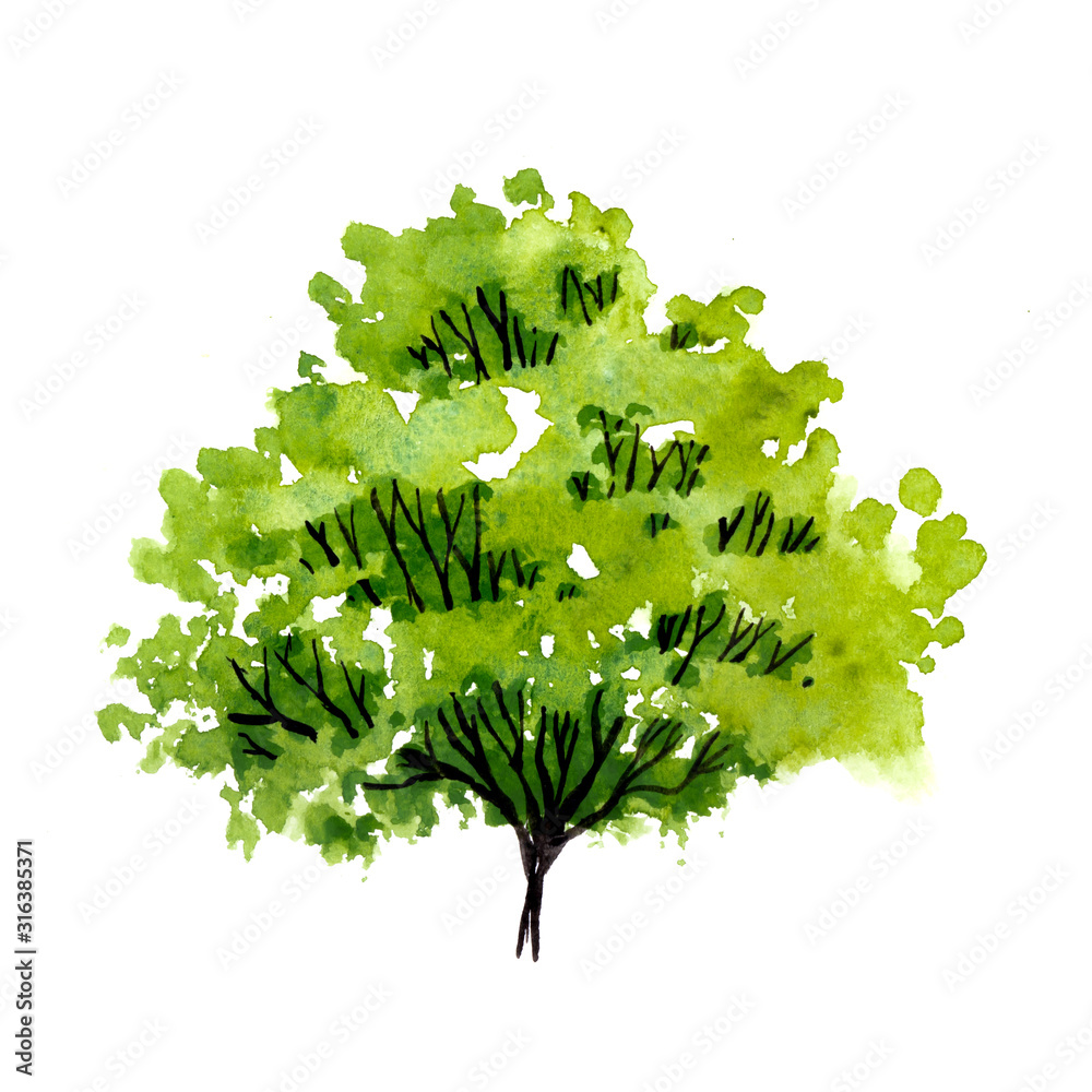 Green tree with leaves. Hand drawn watercolor painting,isolate on white ...