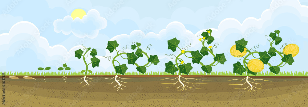 Life cycle of melon plant. Growth stages from seeding to flowering and ...