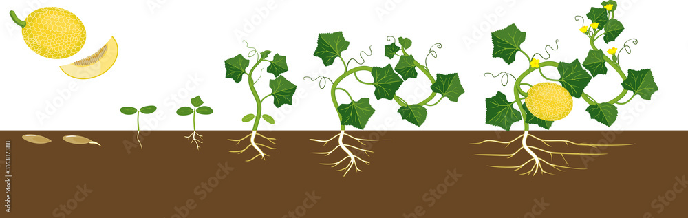 Life cycle of melon plant. Growth stages from seeding to flowering and ...