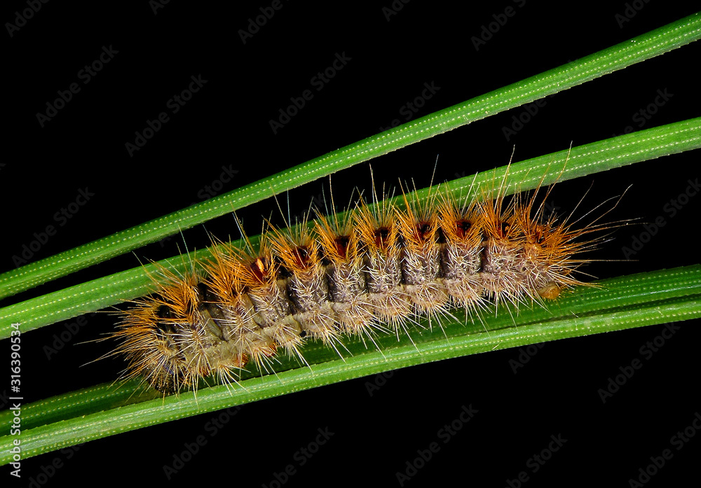 Larva of a pine processionary moth (Thaumetopoea pityocampa) eating on ...