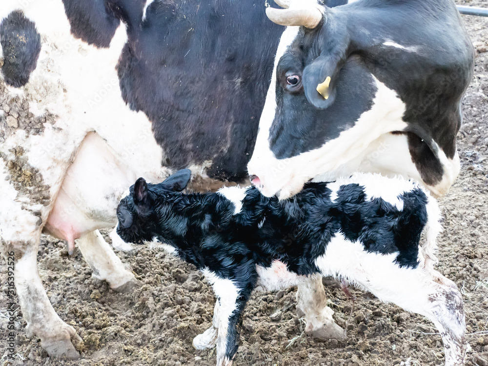 mom cow cleans the calf of the placenta immediately after giving birth ...