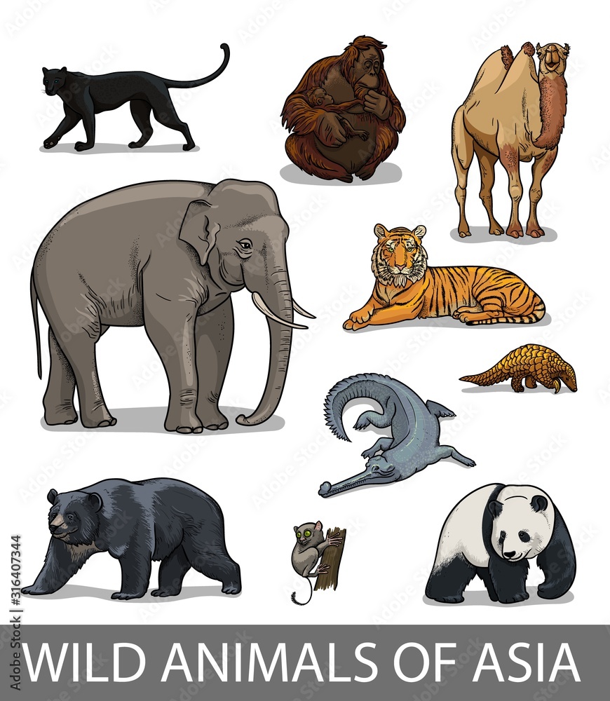 Set of wild asian animals in cartoon style. Educational zoology ...