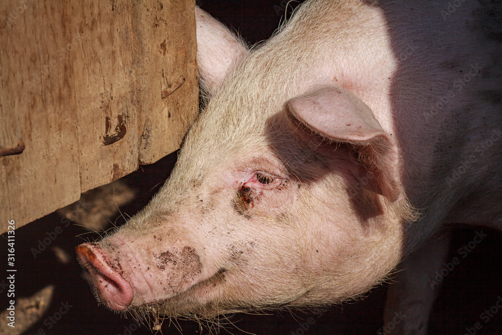 A piglet with a pink nose, a piglet peeps out of a house on a pig farm ...