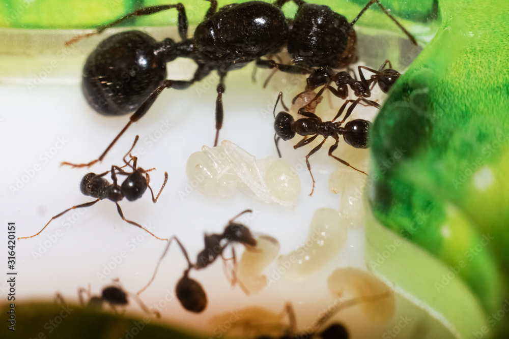 Ant Queen messor structor with Larvae and Ants Stock Photo | Adobe Stock