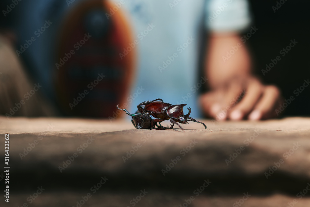 dynastinae hercules rhinoceros beetle fighting. battle of horn beetle ...