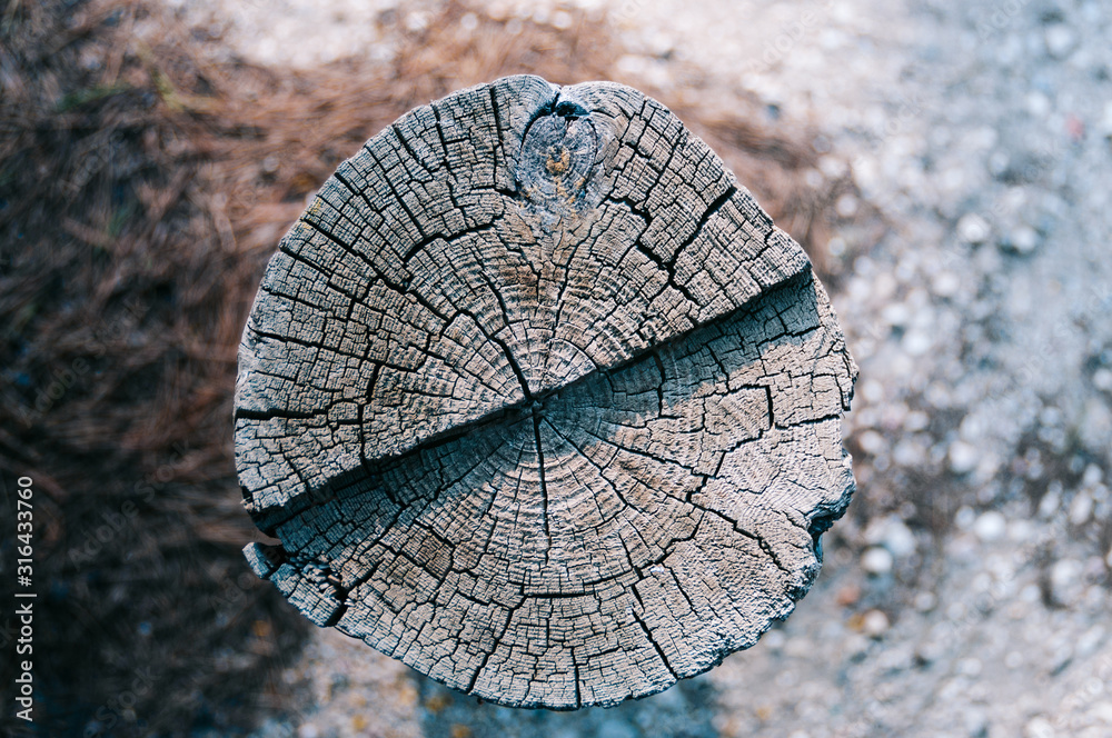 Cross section of the timber log in the middle of the image Stock Photo ...