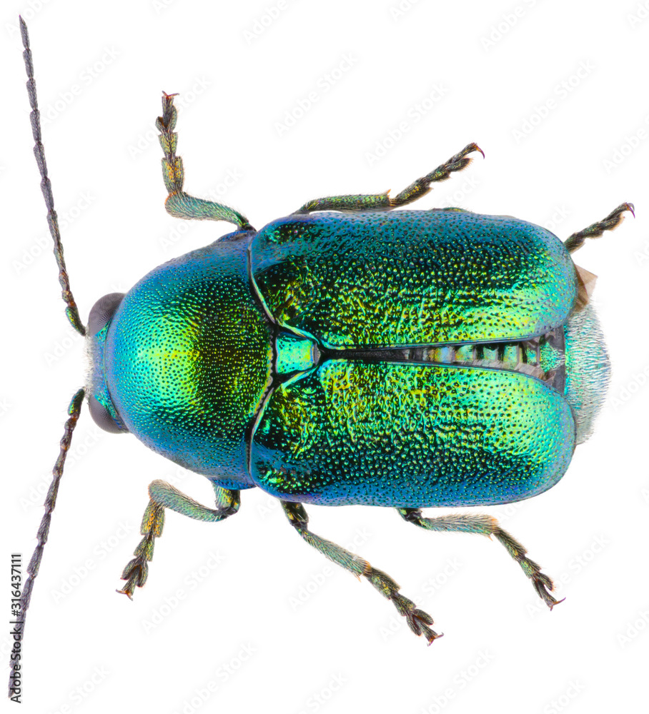Cryptocephalus sericeus is a species of cylindrical leaf beetles of the ...
