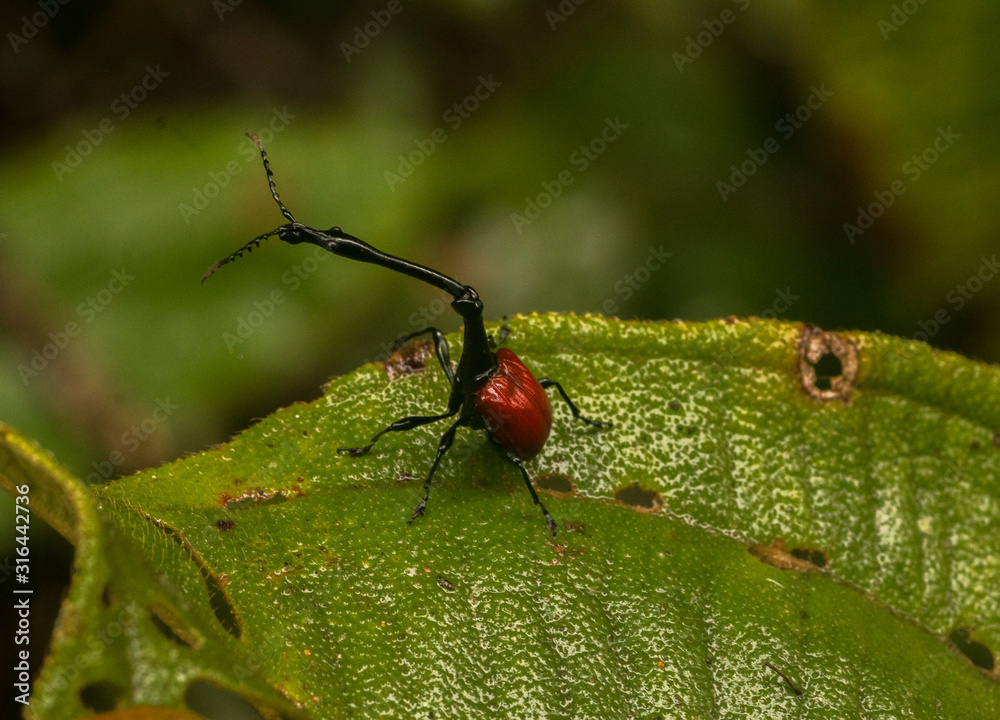 Male Giraffe Beetle/ Weevle (Trachelophorus giraffa) Close Up/Macro in ...
