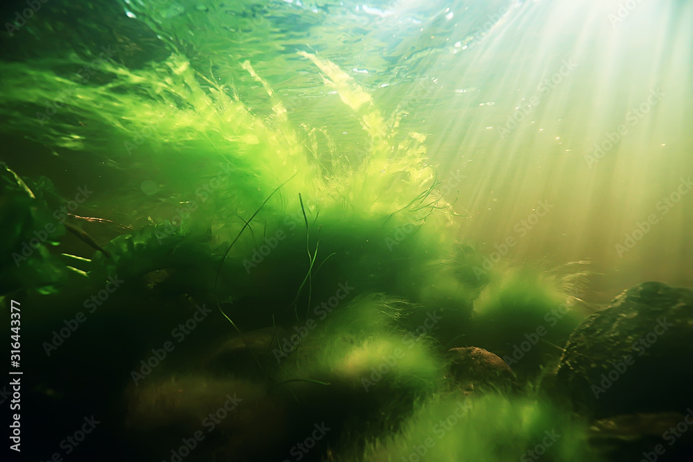Freshwater Lake Underwater