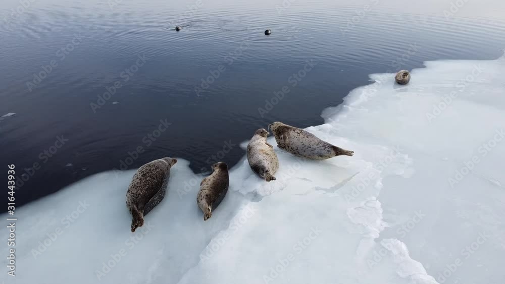 Seals (spotted seal, largha seal, Phoca largha) laying on the edge of ...