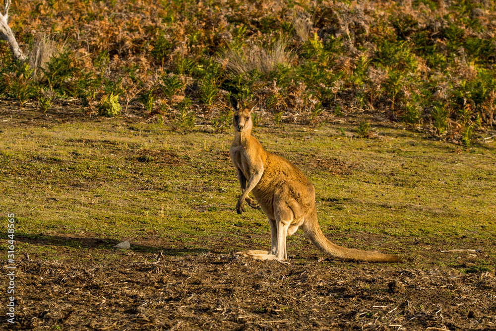 Maria Island, Tasmania, Australia- March 2019: Forester Kangaroo ...
