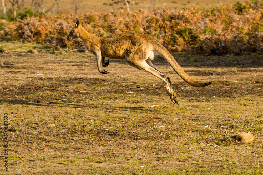 Maria Island, Tasmania, Australia- March 2019: Forester Kangaroo ...