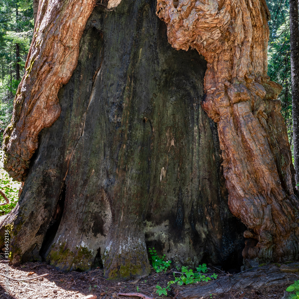 Wood texture and background of a Giant Sequoia tree that shows signs of ...