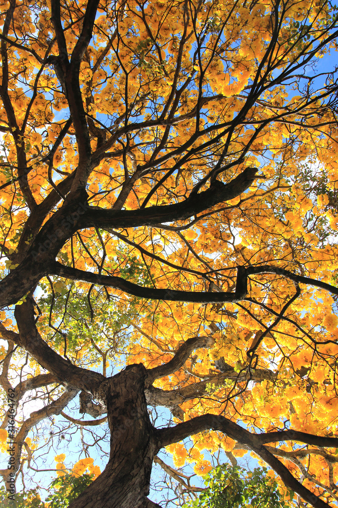 Yellow blossom in spring Tabebuia chrysantha or Araguaney the National ...