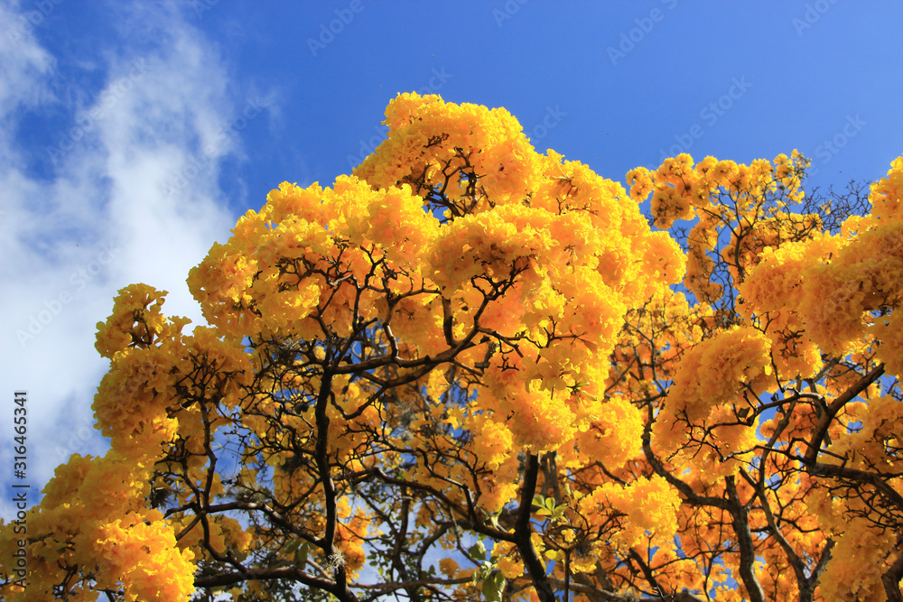 Yellow blossom in spring Tabebuia chrysantha or Araguaney the National ...