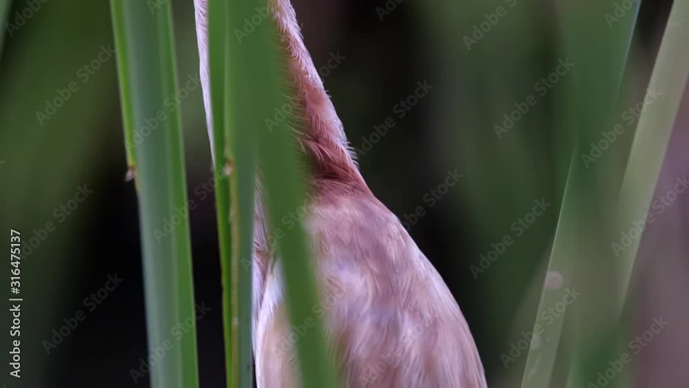 A Yellow Bittern bird stretching it's neck, back view - Close up Stock ...