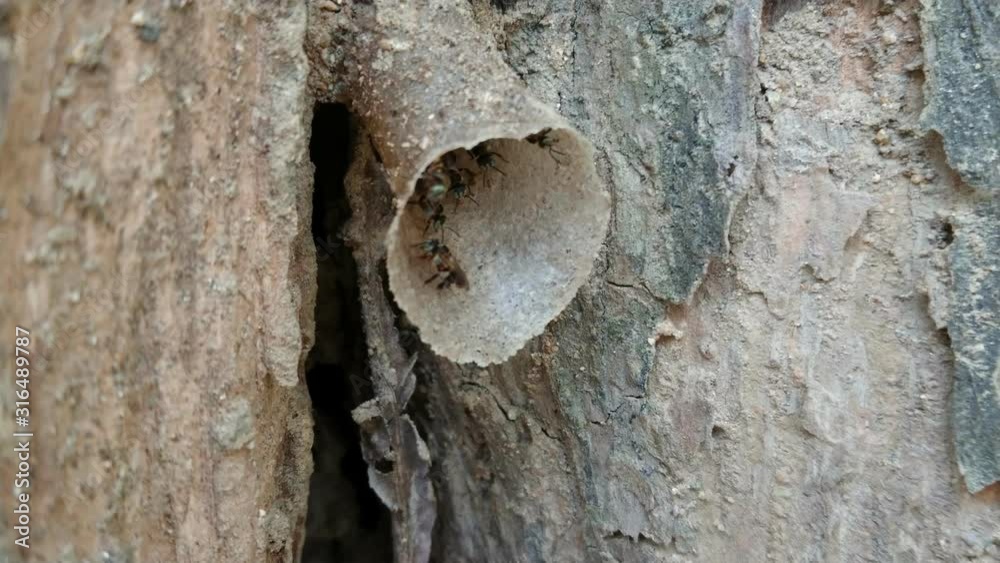 A colony of stingless bees sometimes called stingless honey bees or ...
