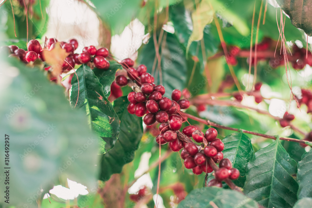 Cherry coffee from a rich and ripe coffee tree is a red seed that is ...