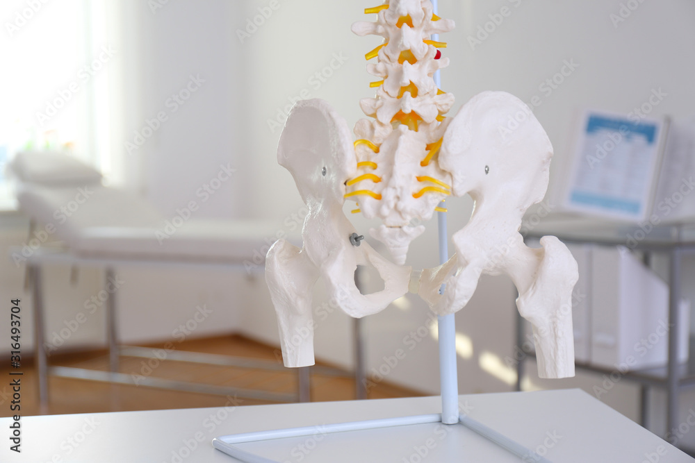 Human spine model on table in orthopedist's office, closeup Stock Photo ...