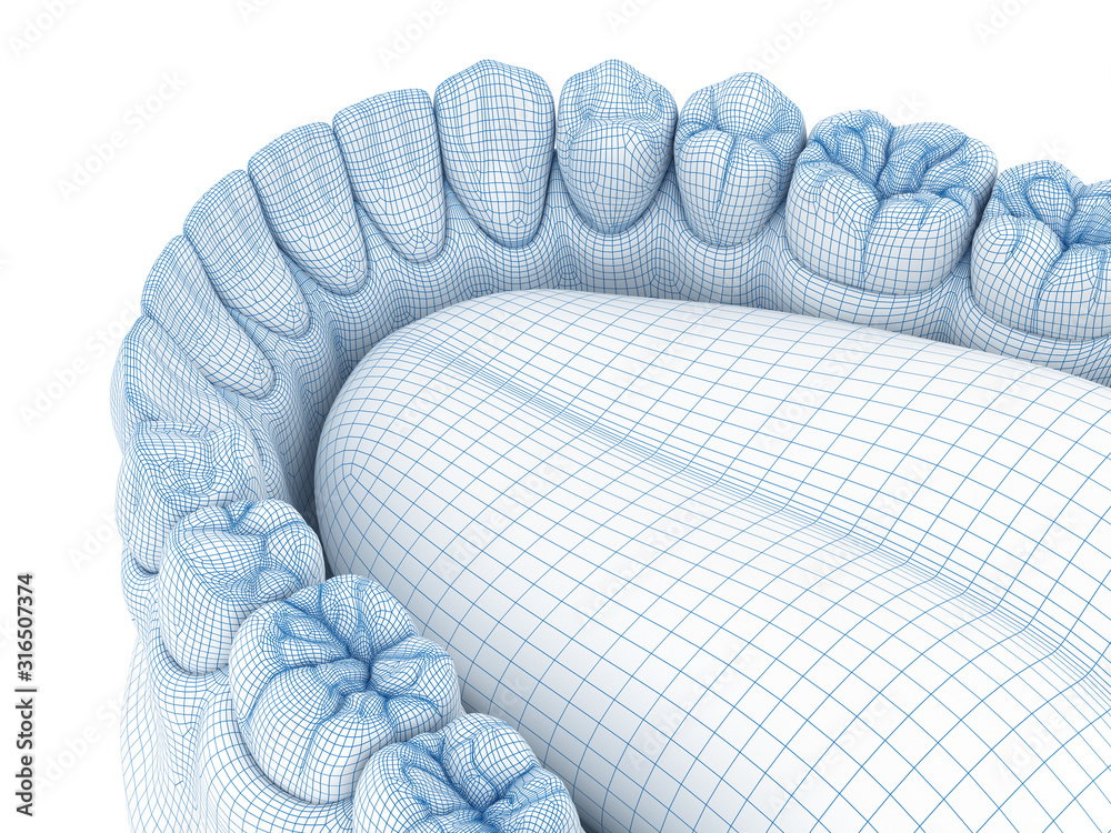 Morphology of mandibular human gum and teeth. Wire 3d model ...