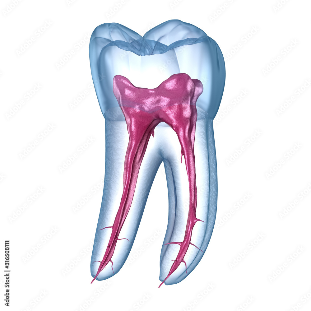 Dental root anatomy - First mandibular molar tooth. Medically accurate ...