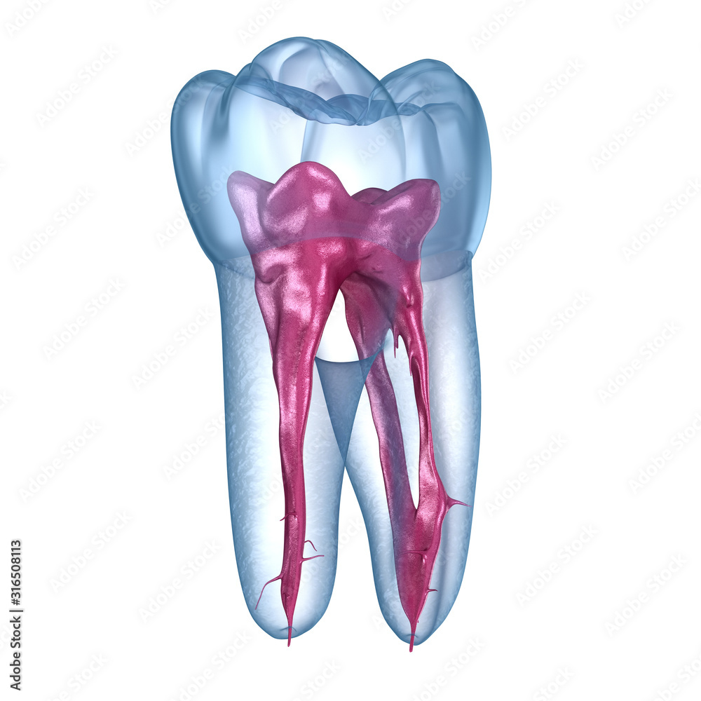Dental root anatomy - First mandibular molar tooth. Medically accurate ...
