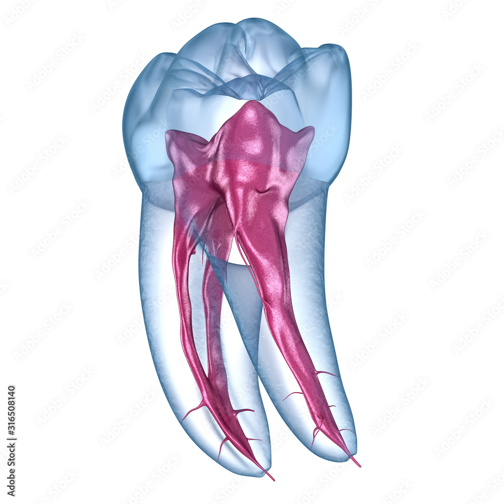 Dental root anatomy - First mandibular molar tooth. Medically accurate ...