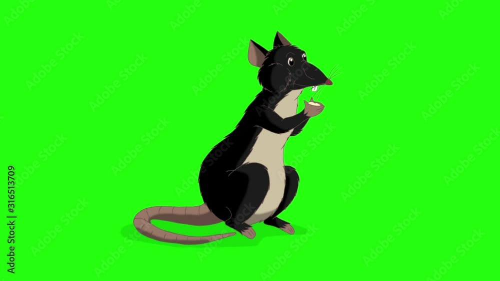Black rat sits and eats cheese animation Chroma Key Stock Video | Adobe ...