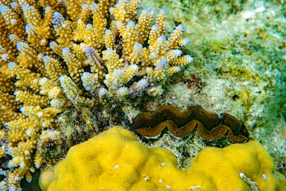 Underwater Marine Life: Fish, Clams, Corals, Divers Stock Photo | Adobe ...