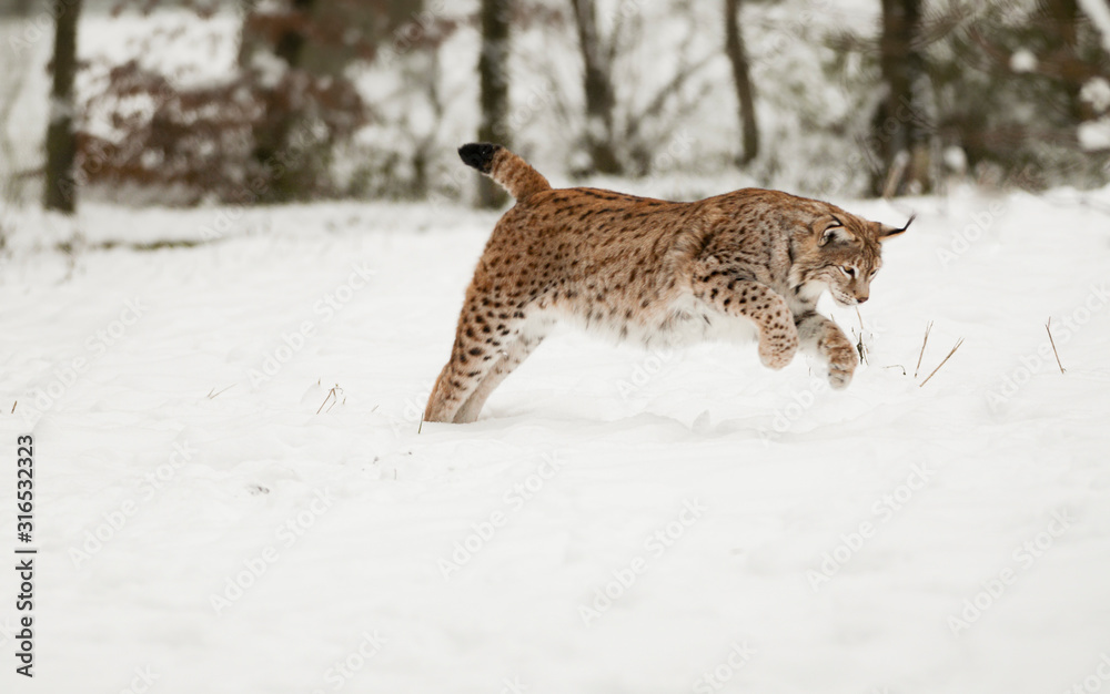 Eurasischer Luchs beim Jagen Stock Photo | Adobe Stock