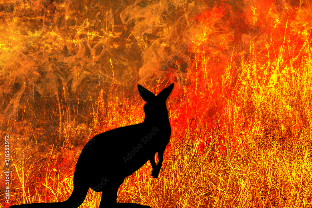 kangaroo silhouette looking a fire in Australia forests. Australian ...