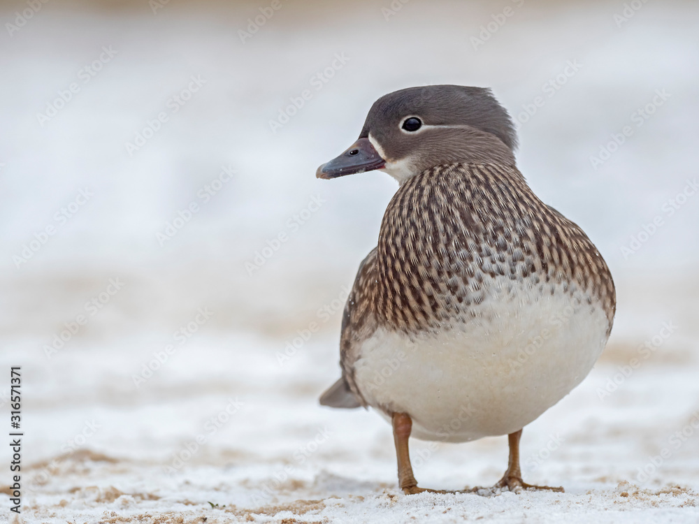 Mandarin Duck Female
