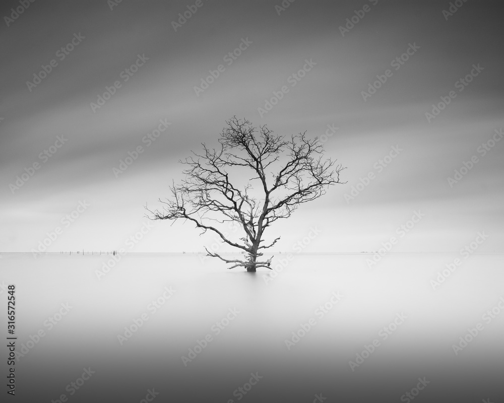 tree fine art photography Stock Photo | Adobe Stock