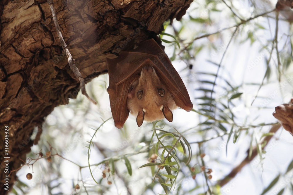 Epauletted Fruit Bat in a tree in Northern Ethiopia. The species could ...