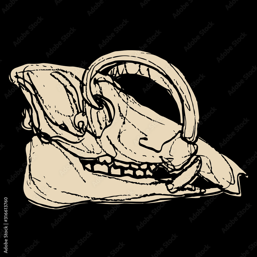 Isolated vector illustration. Skull of Babirusa. Babyrousa babyrussa ...
