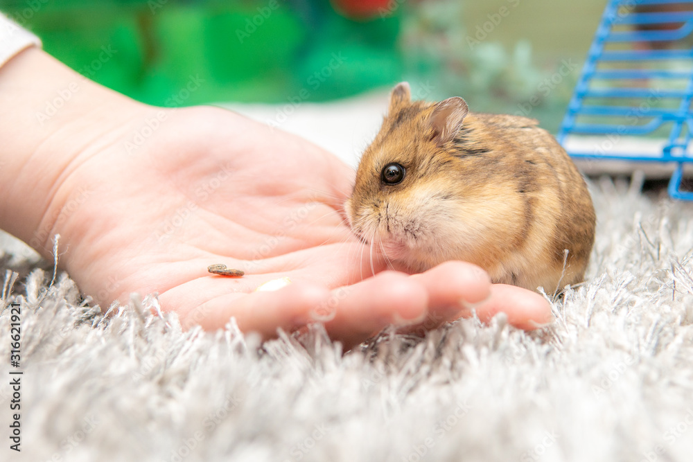 hamster in the hands Stock Photo | Adobe Stock