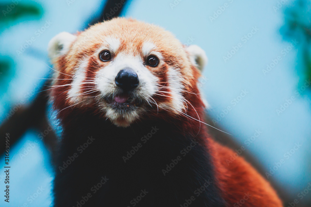 Chinese Red panda, lesser panda, the red bear-cat bear eating bambusa ...