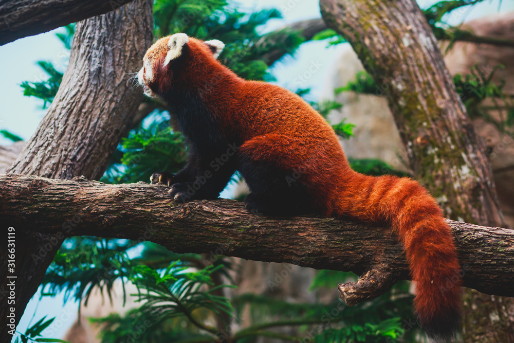 Chinese Red panda, lesser panda, the red bear-cat bear eating bambusa ...