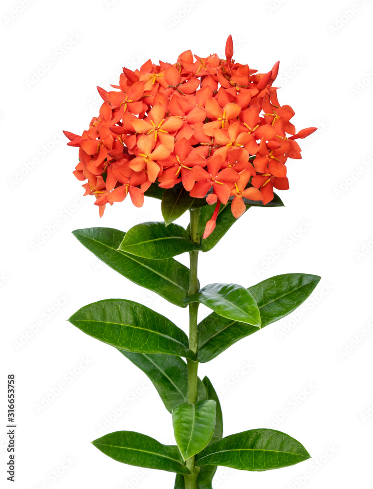 White Ixora Plant