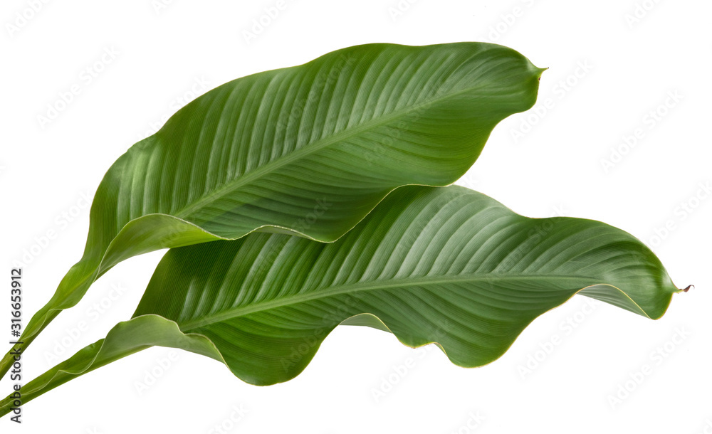 Canna indica leaf, (Indian shot,Butsarana), Exotic tropical leaf ...