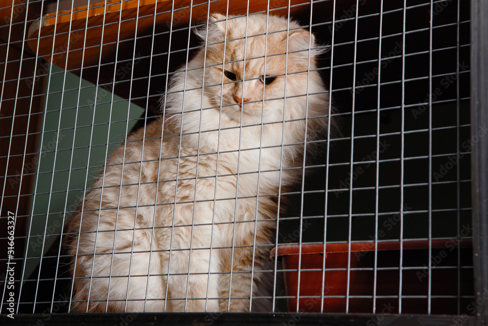 Cat Locked In Cage