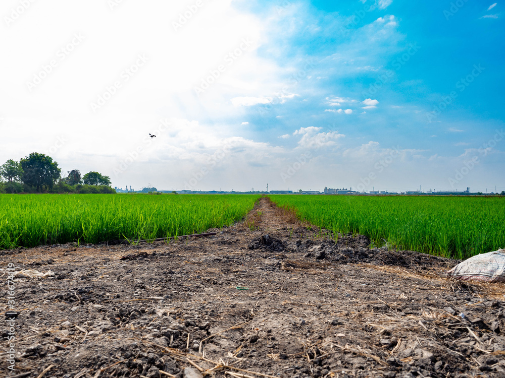 Green rice plants in the growing fields,Swamp rice plant, Background is ...