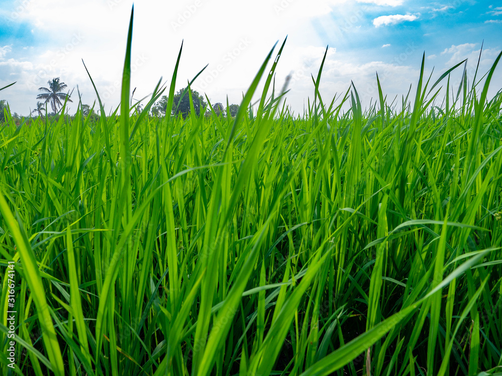 Green rice plants in the growing fields,Swamp rice plant, Background is ...
