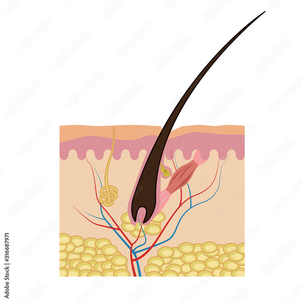 Color Scheme Of The Anatomical Structure Of The Hair Medical 