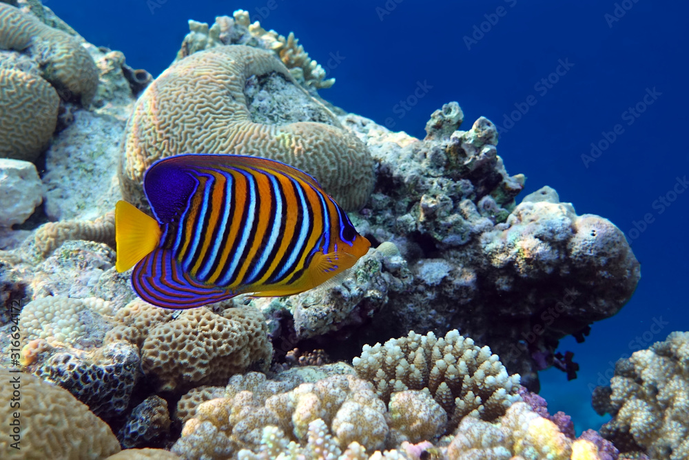 Royal Angelfish