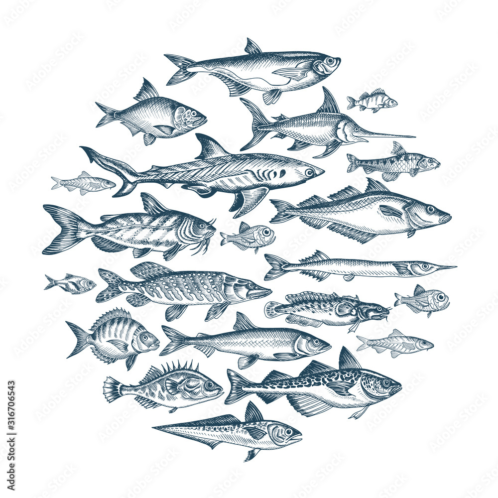 Vector illustration sketch - fish market. Card menu seafood. vintage ...