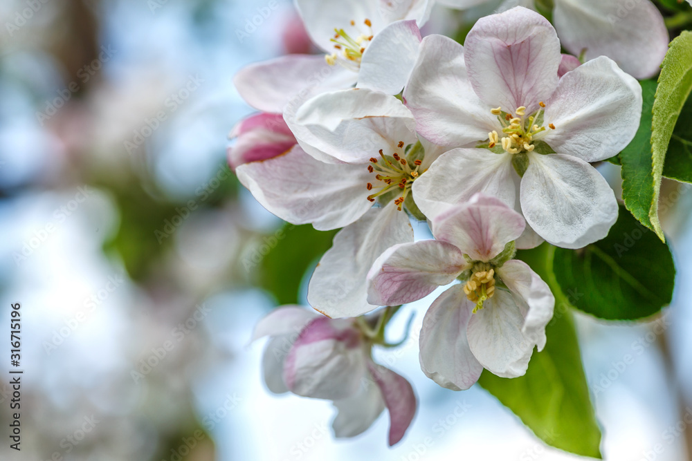 Beautiful apple tree branch with sun. the seed-bearing part of a plant ...