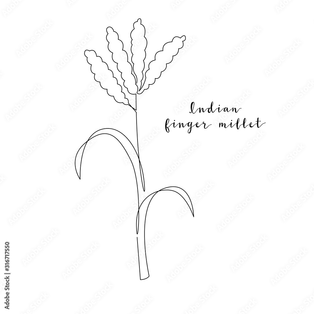 Continuous line indian finger millet, grain crop. Vector line art ...