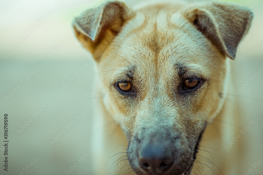 Moving Dog Backgrounds