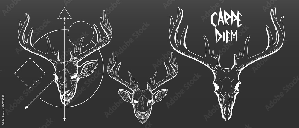 Hand Drawn, deer skull and face silhouette. Vintage deer head vector ...